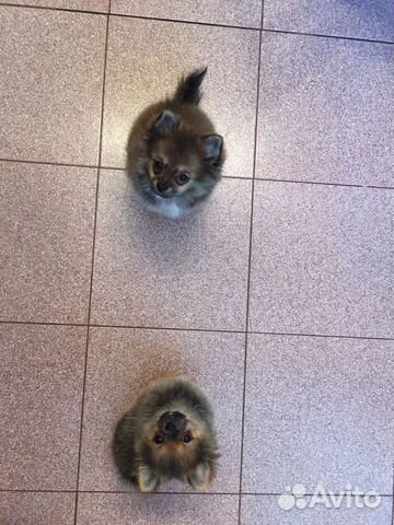 Щенки в добрые руки