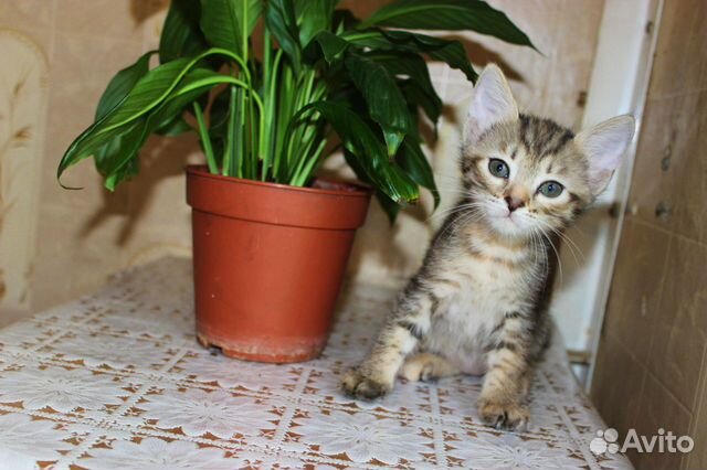 Котенок в любящие руки