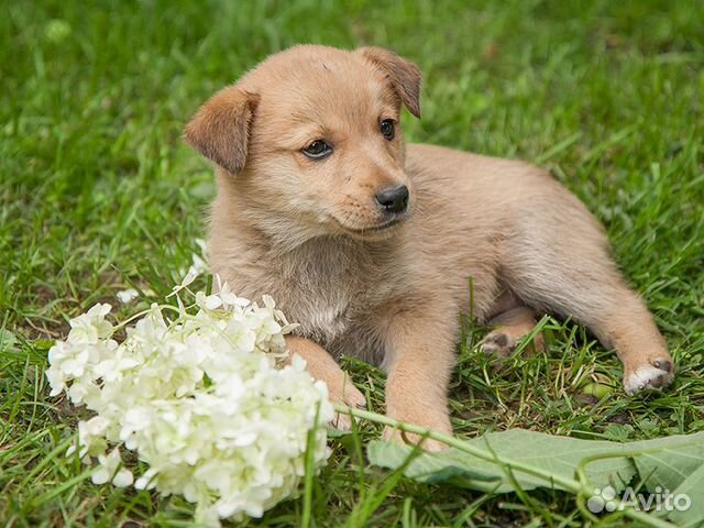 Щеночек девочка Тася в дар