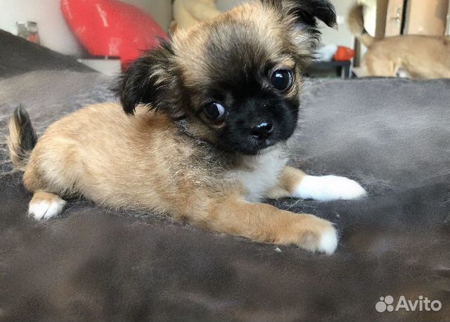 Очаровательный кукольный мальчишка