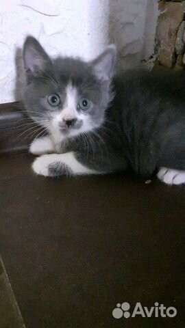 Кот Томас ищет хозяев