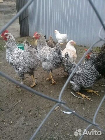 Продам Петухов