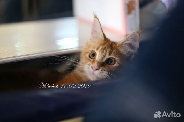 Котята Мейн-Кун от титулованных производителей
