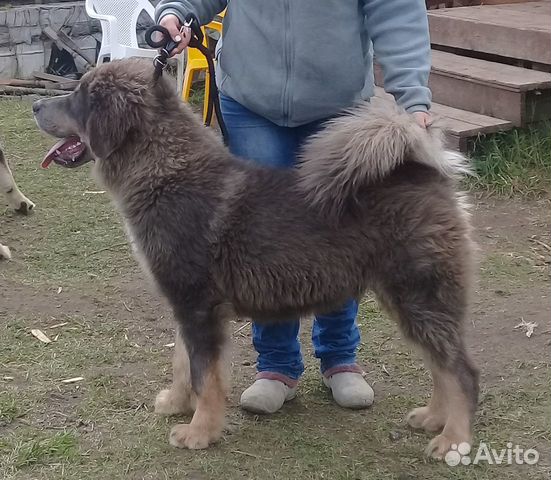 Щенок тибетского мастифа редкого окраса