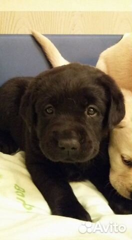 Черный лабрадорчик