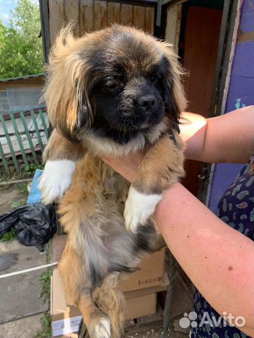 Отдадим собаку, помесь пекинеса