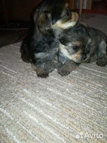 Продам милых йорков)