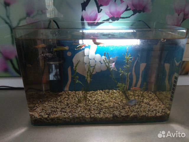 Аквариумы с рыбками