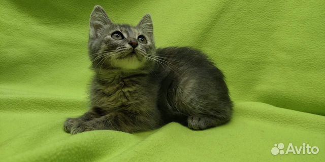 Стеша - кошечка, котёнок, 2,5 месяца