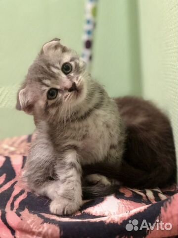 Продаётся девочка-умняшка