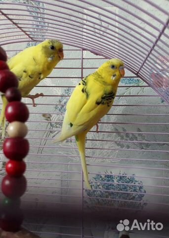 Попугаи волнистые, пара