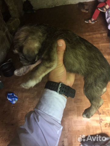 Цвергшнауцер