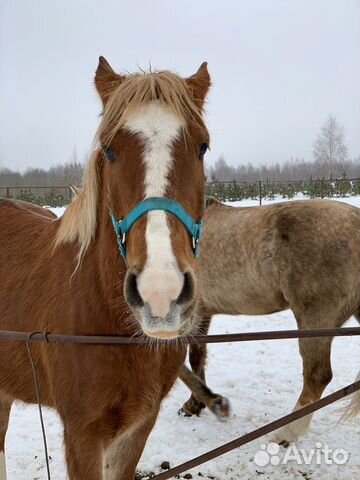 Мерин башкирской породы