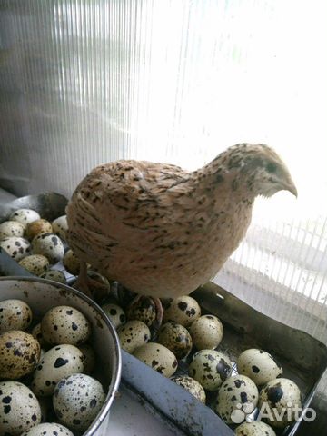 Суточные цыплята перепелов