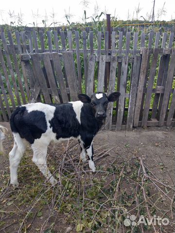 Теленок молочной породы