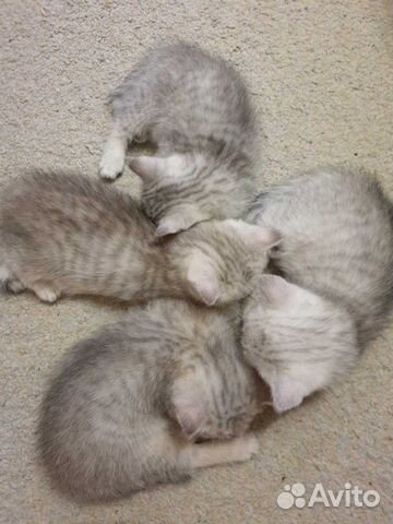 Бриташки от Няшки