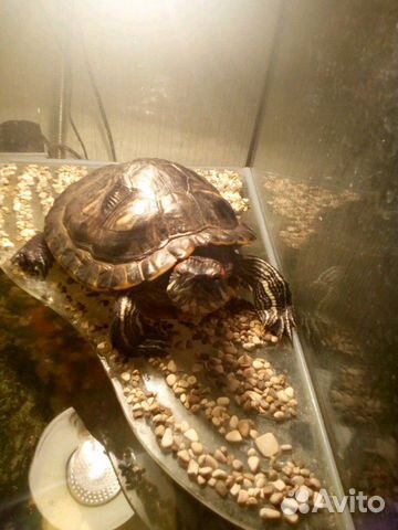 Красноухая черепаха