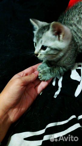 Котенок мальчик