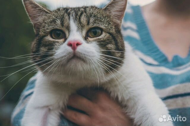 Замечательный кот в дар