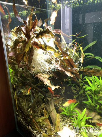 Криптокарина бесплатно