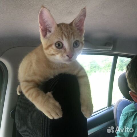 Отдам в добрые руки