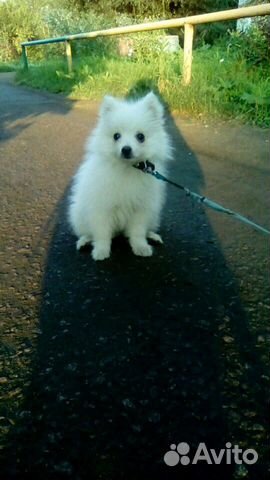 Японский шпиц