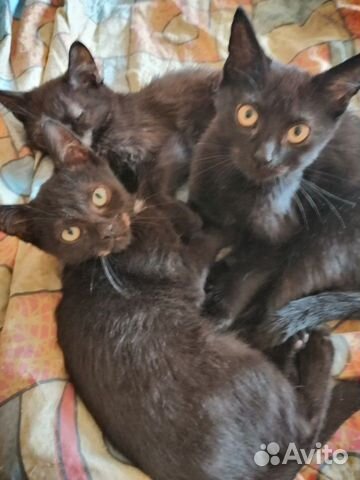 Котики от британской кошки и тайского кота