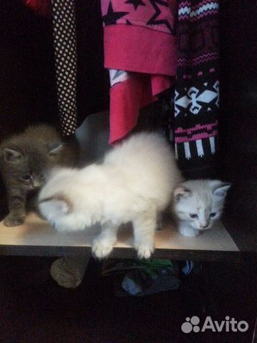 Котята