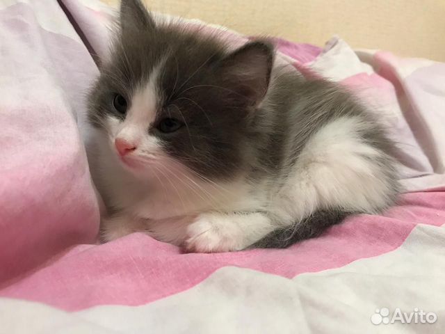 Раздам котят