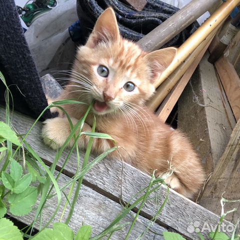 Котёнок в хорошие руки
