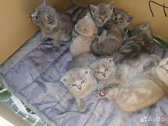 Котята британцы