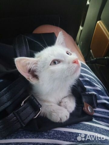 Пнули уличного котёнка