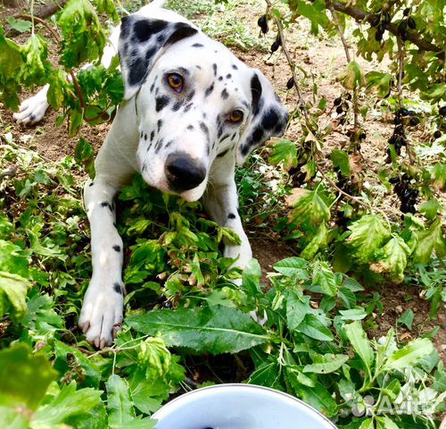 Далматин 8 мес