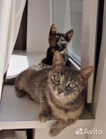 Кошечка Варя ищет дом