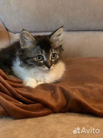 Котёнок Боня 2,5 мес в добрые руки