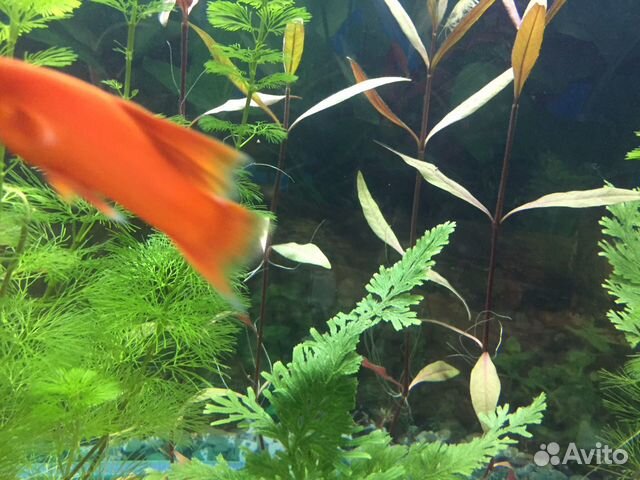 Меченосец флаговый красноглазый рубин