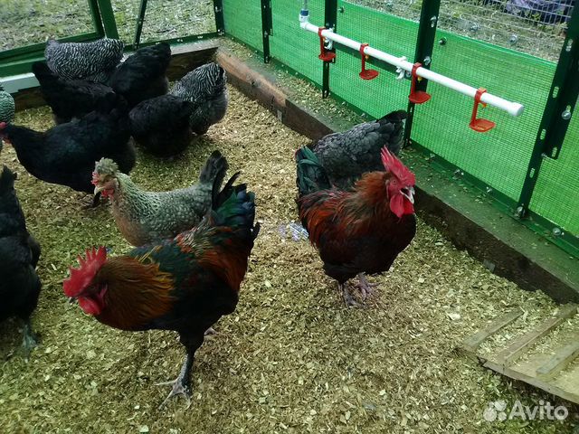 Петухи Маран чёрно-медный