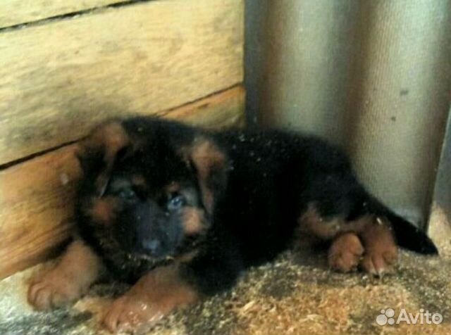 Щенки овчарки немецкой