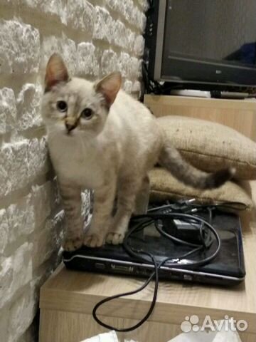 Найдена молодая кошечка