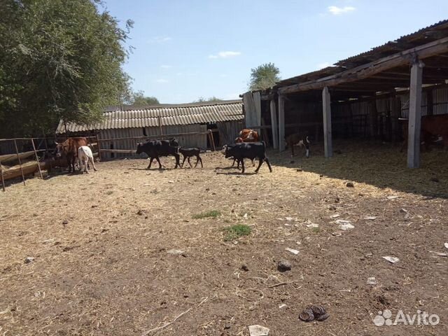 Коровы и телята возраст разный