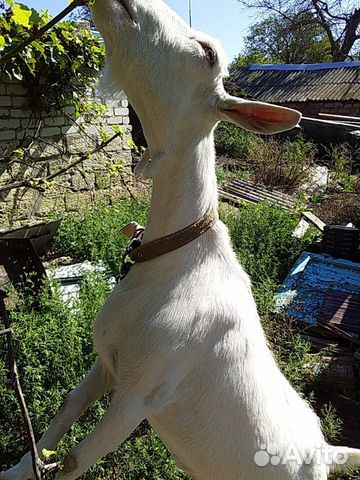 Продаётся коза, молочная