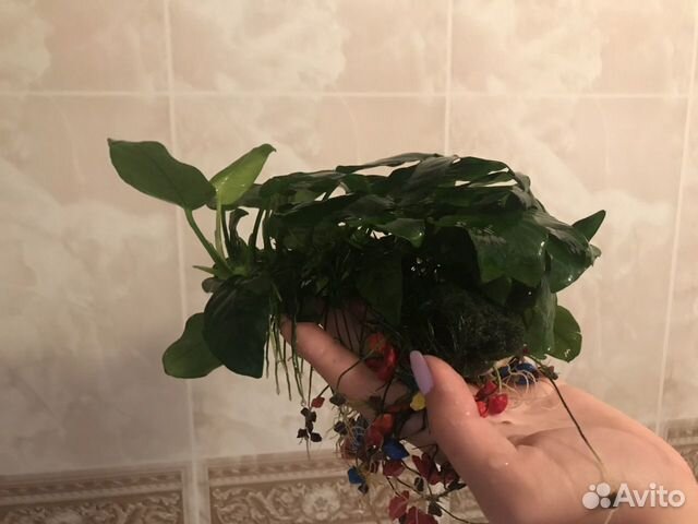 Анубиас аквариумный