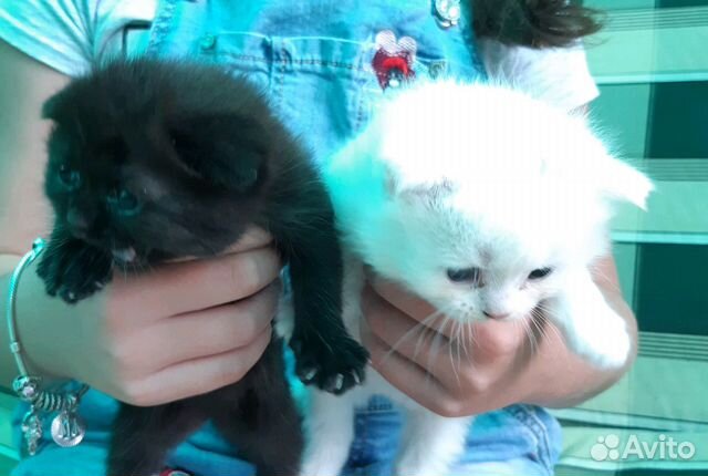 Кошки