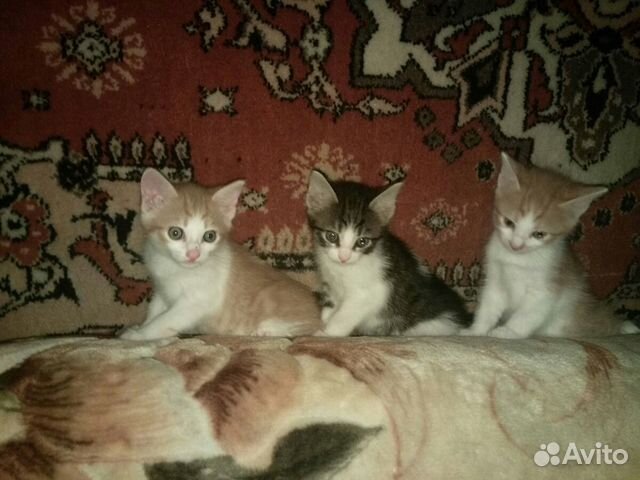 Отдам в добрые руки,рыжие котики и лапочка девочка