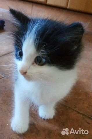 Весельчак Зефир