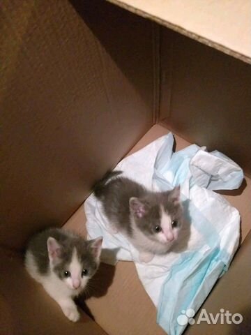 Кошечки-близняшки