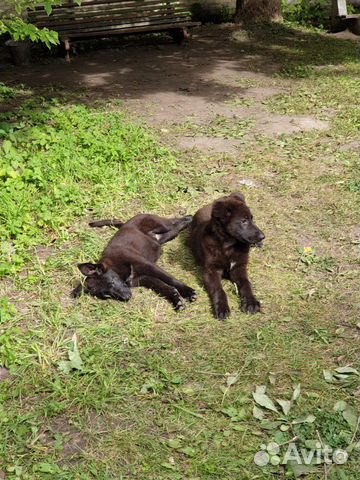 В хорошие руки. Будущие супер охранники