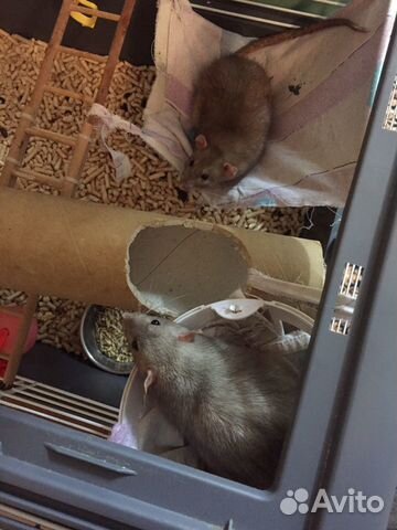 2 крысы дамбо