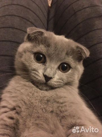Шотландская вислоухая кошка