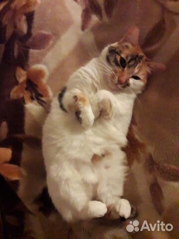 Кошка Мурка